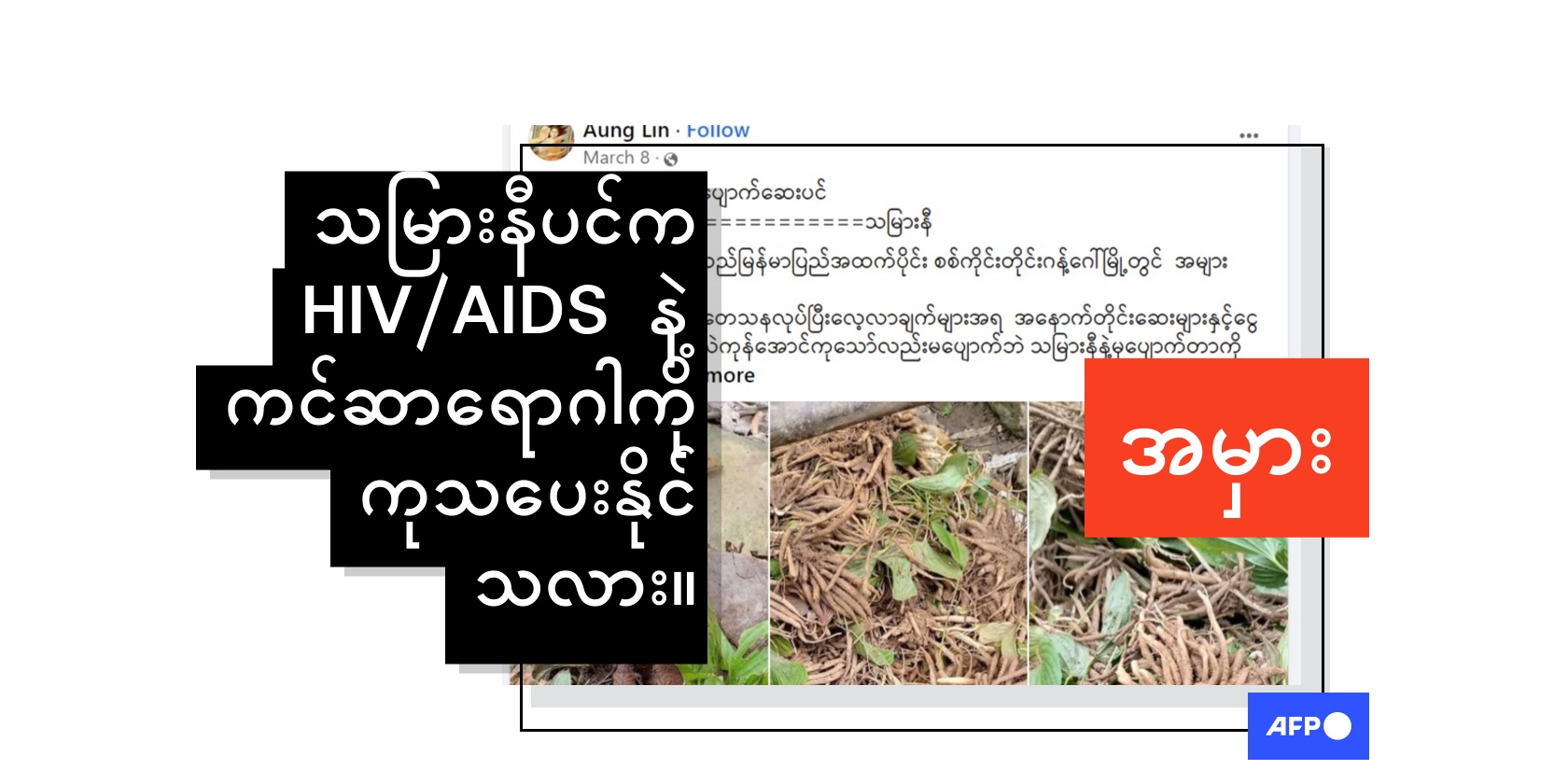 သမြားနီအပင်ကို ဆေးအဖြစ် သောက်သုံးပြီး Hiv Aids နဲ့ ကင်ဆာရောဂါတွေကို